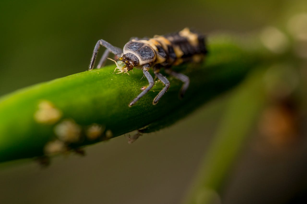 Exploring the Realm of Garden Pests – Landscaping Maple Valley