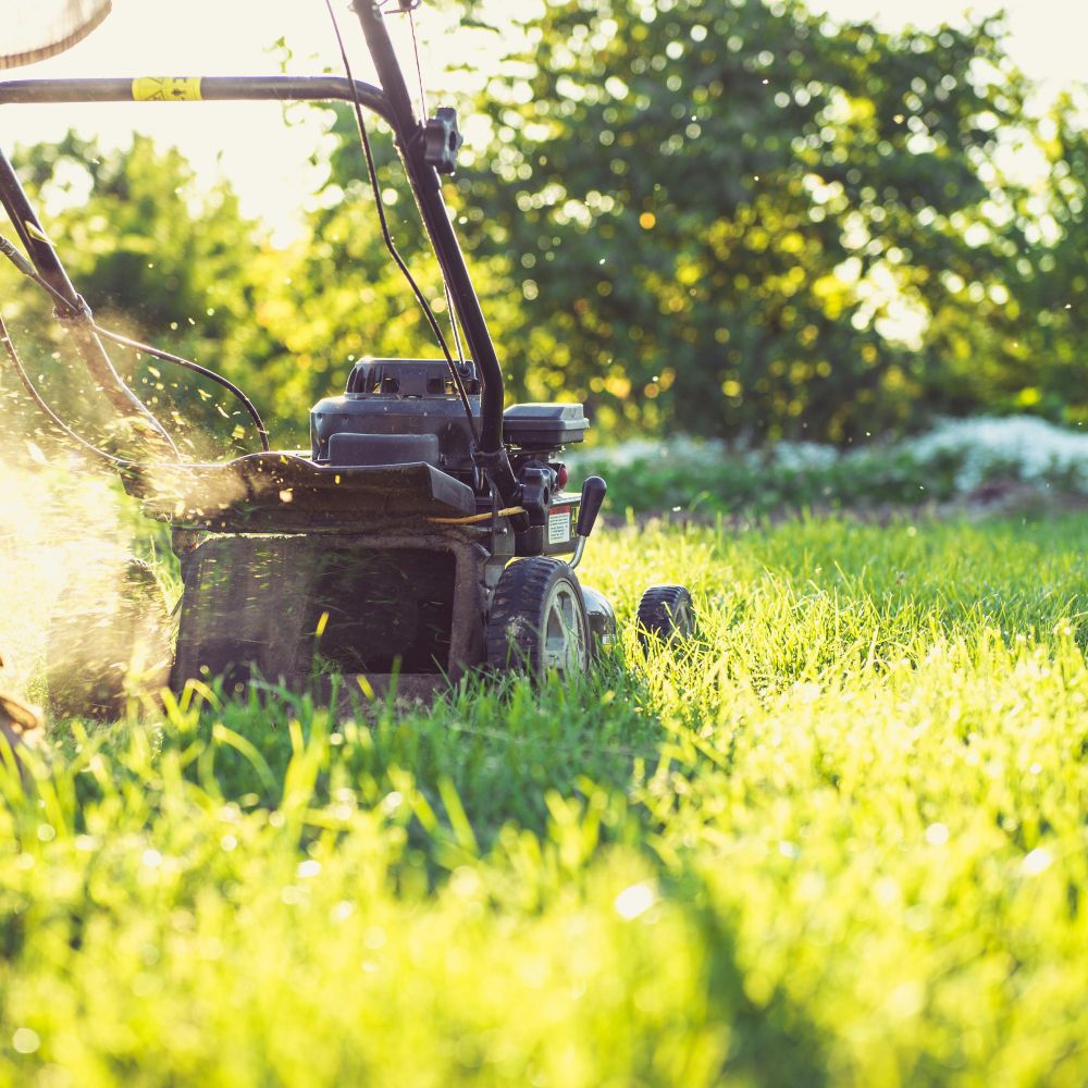 How to Keep Your Grass Green and Healthy – Landscaping Maple Valley